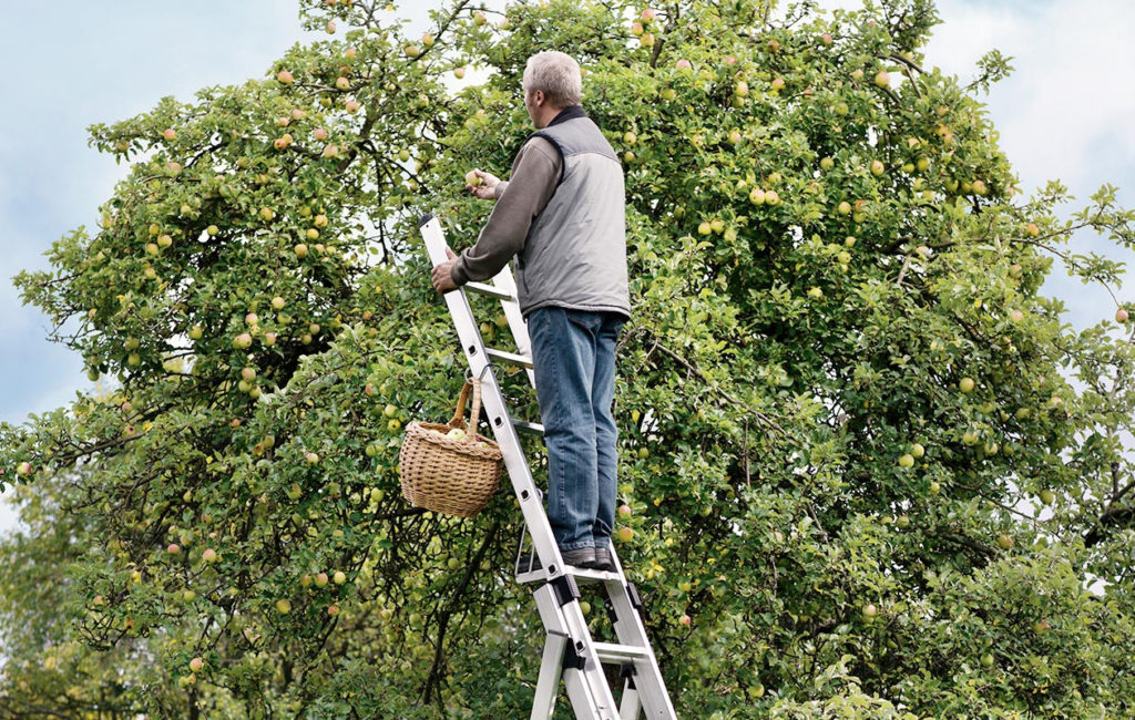 Harvest fruits safely - Hailo Ladders
